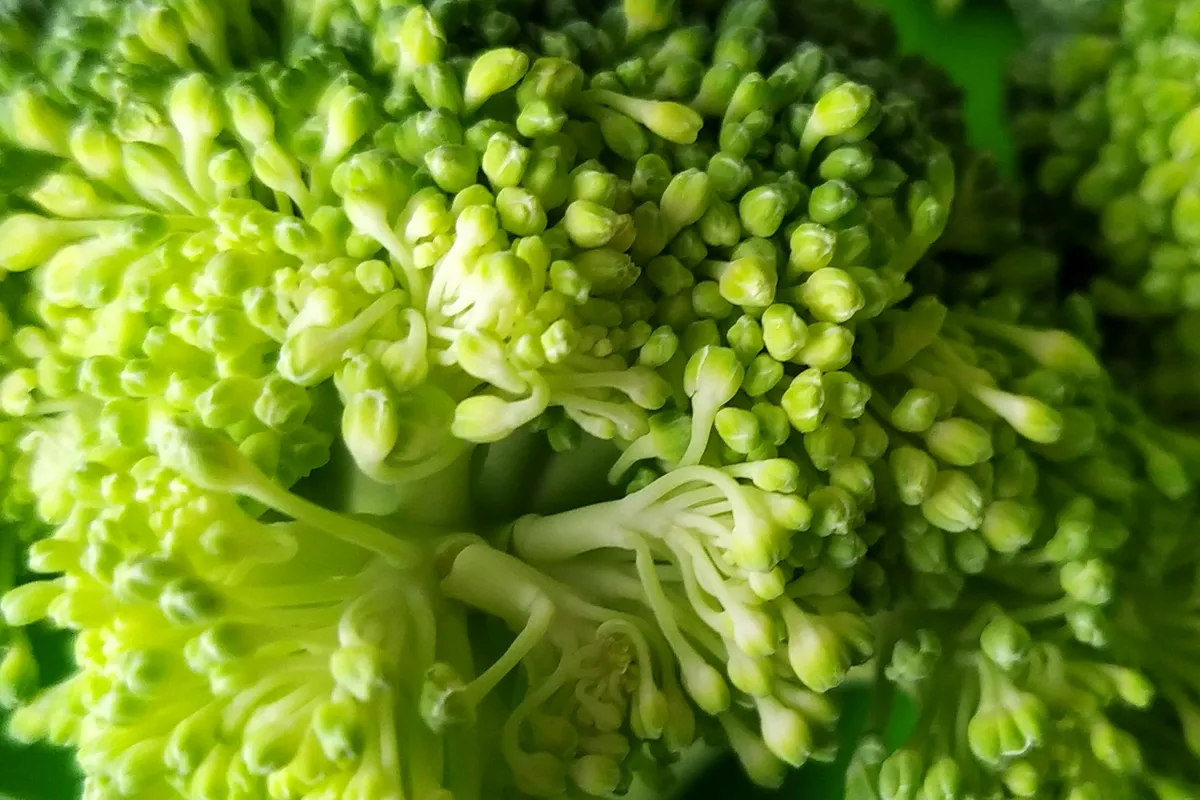 Kleur en ontdek het thema groen samen met je kind